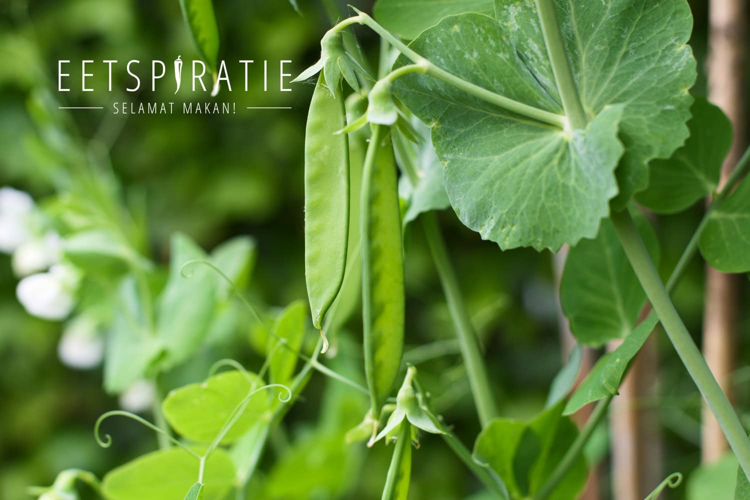 Groente inspiratie - recepten met peultjes | Eetspiratie